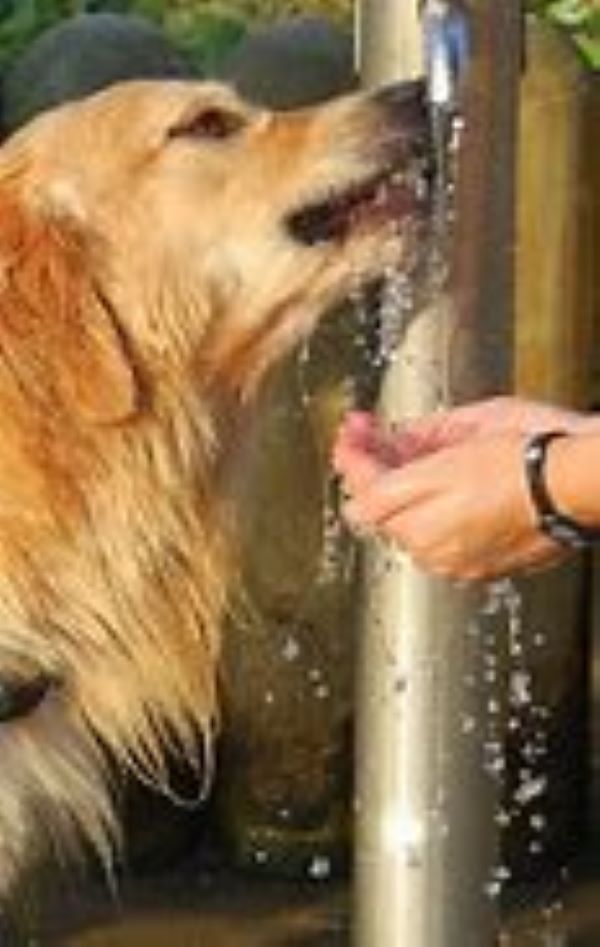 Página sobre Cachorros