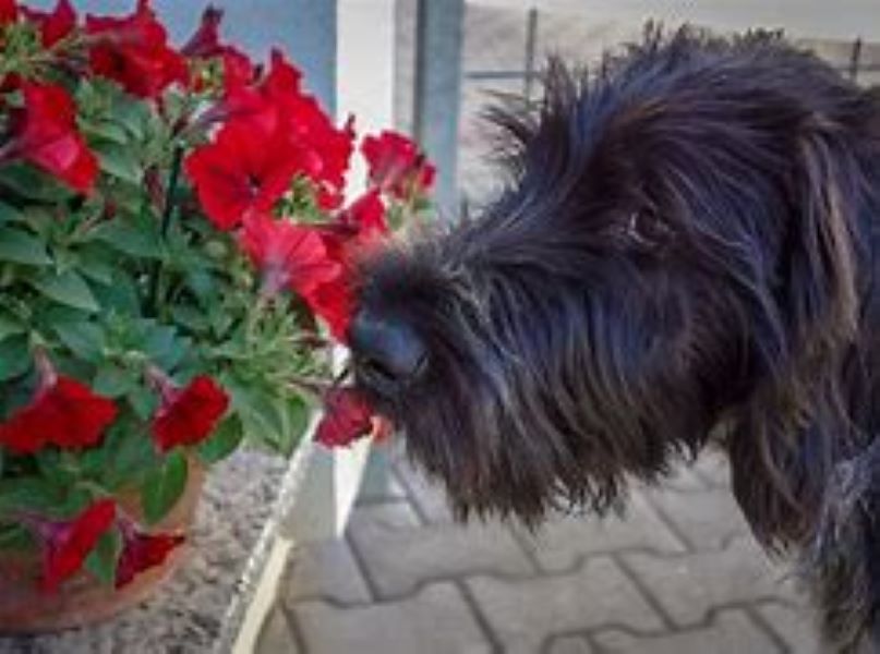 Página sobre Cachorros